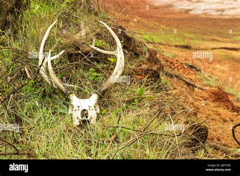 Deer Antlers Are Made Of Bones That Grow And Shed Every Year They Are