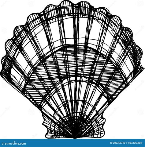 Sea Shells Hand Drawn Stock Illustration Illustration Of Sketch 280753746