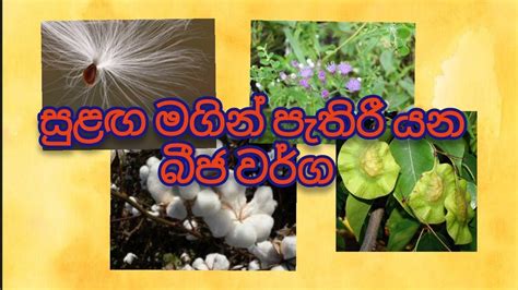සුළඟ මගින් ව්‍යාප්ත වන බීජ වර්ග 1 5 පරිසරය Youtube