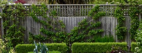 How To Make Trellis Panels Herbidacious