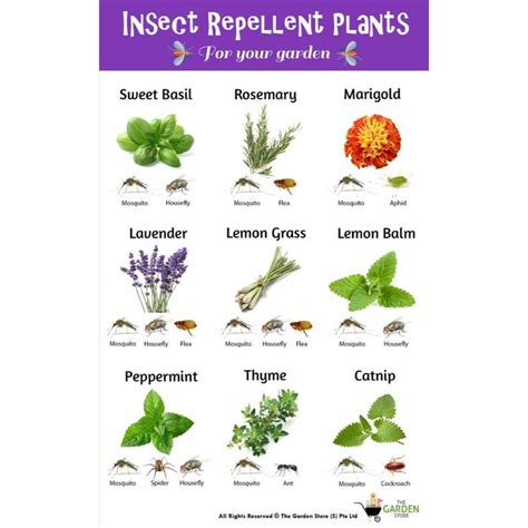 Insect Repellent Plants Poster
