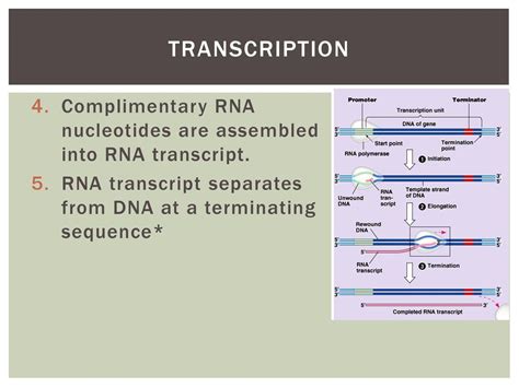 Protein Synthesis Ap Ch Ppt Download