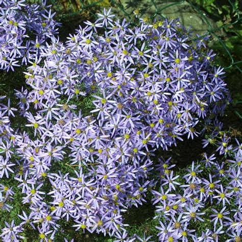 Aster Aster Sedifolius Nanus Lila
