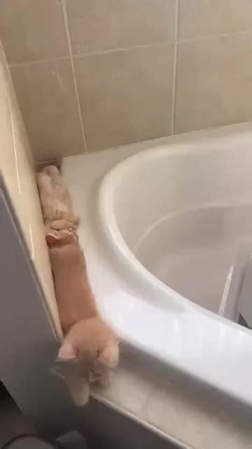 When You Find Your Kittens In Unexpected Places Album On Imgur