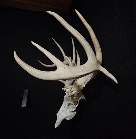 Huge 190 Whitetail Deer Shed Antlers Skull 16 Point Buck Wedding