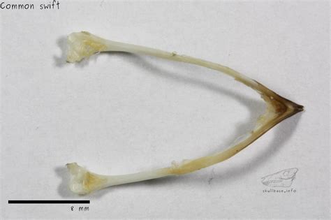 Common Swift Female Skull Base