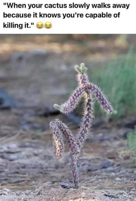 My Mom Found This Meme But What Is That Cacti R Cactus