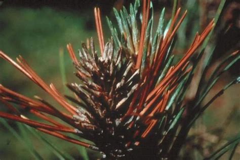 Diplodia Tip Blight Identify Control And Disease Prevention Tips