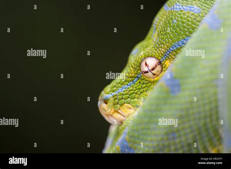 Green Tree Python Morelia Viridis Hanging On Branch Waiting For Prey