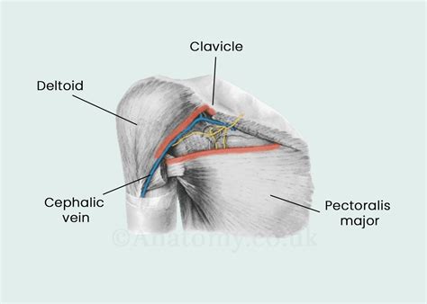 Clavipectoral Triangle Location Structure Function Diagram
