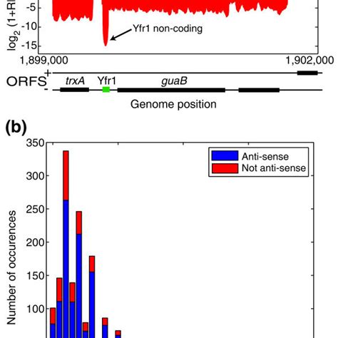 Non Coding Transcripts A Extensive Non Coding Transcription Download Scientific Diagram