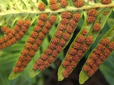 Какие Отделы Растений Размножаются Спорами? - Кратко