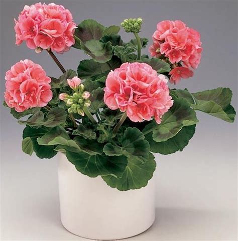Пеларгонии pelargonium - Герани - Калачики - каталог энциклопедия ...