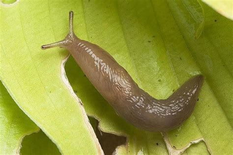 Голые слизни меры борьбы