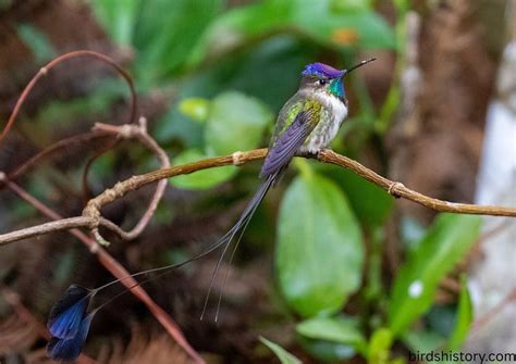 Marvelous Spatuletail Natures Dazzling Hummingbird