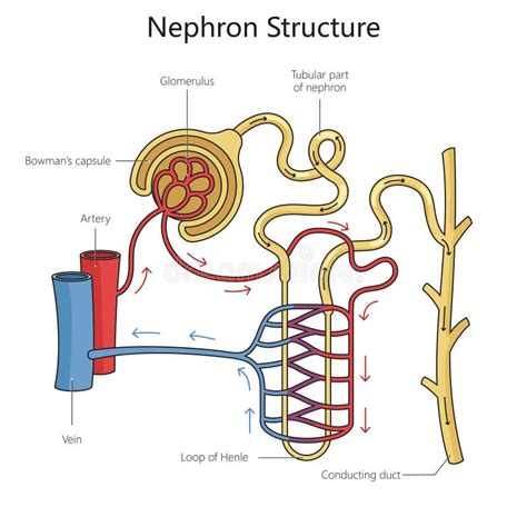 Nephron Structure Diagram Medical Science Stock Illustration Illustration Of Structure
