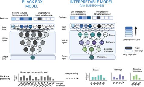 Frontiers Opportunities And Challenges In Interpretable Deep Learning For Drug Sensitivity