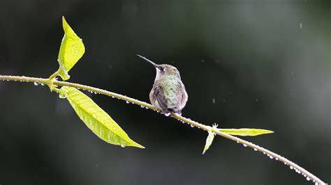 Any Vine In A Storm Dsc3793 Hummingbirds Love The Rain Th… Flickr