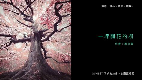 留十八分鐘給自己詩歌朗讀一棵開花的樹作者席慕蓉 YouTube
