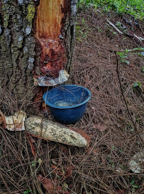 Bekasi Indonesia A Process Of Tapping Sap From Pine Trees Stock