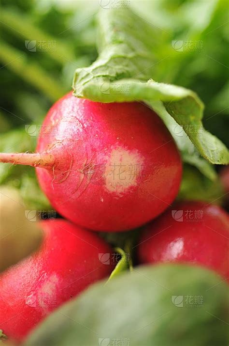 萝卜素材 花瓣网