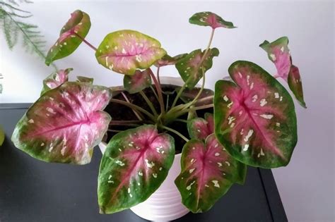 Нашите цветя обща тема 12 Цветарство и градина Мнения от Bg Mamma