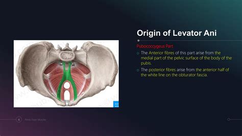 Pelvic Floor Muscles Pptx