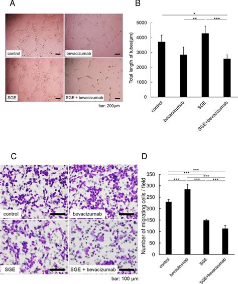 Inhibition Of Endothelial Cell Tube Formation Human Umbilical Vein Download Scientific Diagram