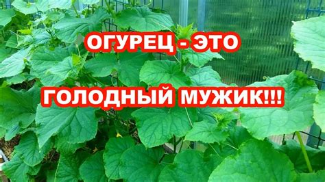 ОГУРЕЦ - ГОЛОДНЫЙ МУЖИК)) | КОРМИТЕ ОГУРЦЫ И БУДЕТ УРОЖАЙ! - YouTube