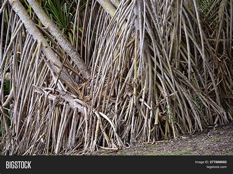 Stilt Roots Of Pandanus
