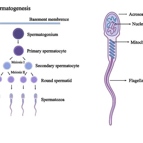 The Process Of Spermatogenesis And The Structure Of Spermatozoa During Download Scientific