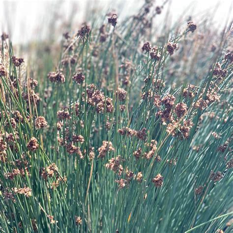 Juncus Patens California Grey Rush Western Star Nurseries
