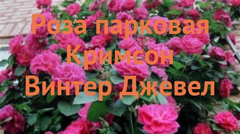 Роза парковая Кримсон Винтер Джевел (rose) 🌿 обзор: как сажать, саженцы ...