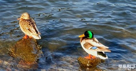 포토친구 강가의 청둥오리 한 쌍