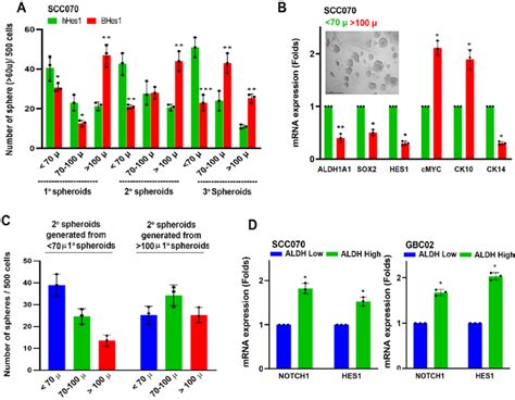 Plasticity Between Notch Pathway Active And Inactive Status Of