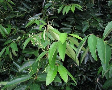 Efficacy Of Herbal Plants Cinnamomum Iners