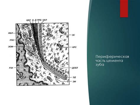 Цемент зуба, химический состав, особенности строения, биологическая ...