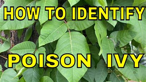 How To Recognize Poison Ivy