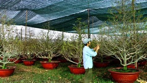 Bón Phân Gì Cho Cây Mai Mập Cành Bí Quyết để Cây Nở Hoa đẹp