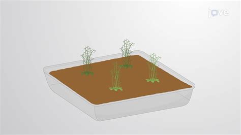 Binary Bacterial Artificial Chromosome Vector Based Gene Transformation
