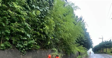 장맛비에 영암 도로에 쓰러진 나무