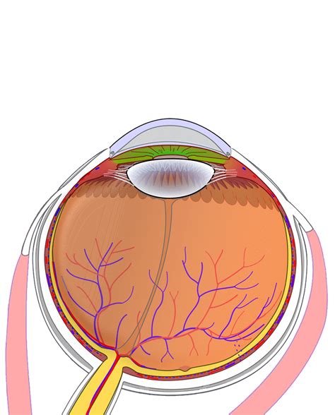 Enucleation And Evisceration What To Expect