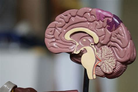 Memory Test For Dementia Top Questions Test Types And Scoring