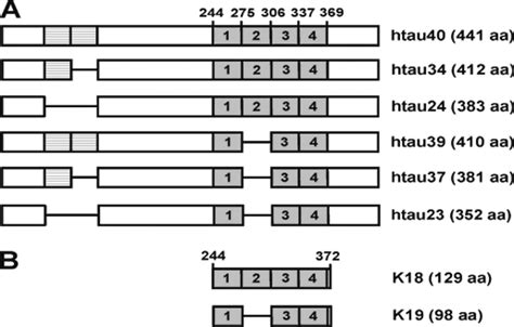 Bar Diagrams Of Tau Isoforms And Constructs A Tau Isoforms Are