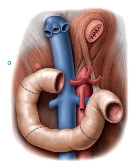 Duodenum Diagram Quizlet