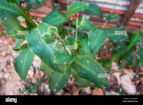 A Closeup Shot Of Flower Seeds And Leaves Of Canna Indica Mayan Food Plant Medicinal Plant In