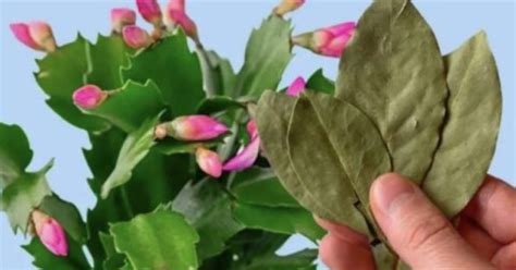 Как обикновеният дафинов лист кара стайните растения да цъфтят великолепно Стимулира растежа и