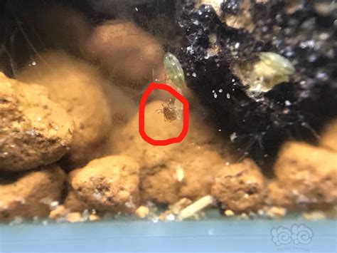 小河虾身上的扁虫子 虾虱子图片大全 第9页 大山谷图库