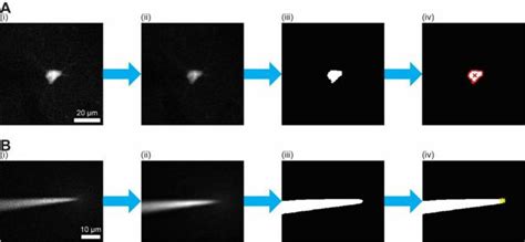 Automated Control Of Cellular Neuroscience Experiments With Image