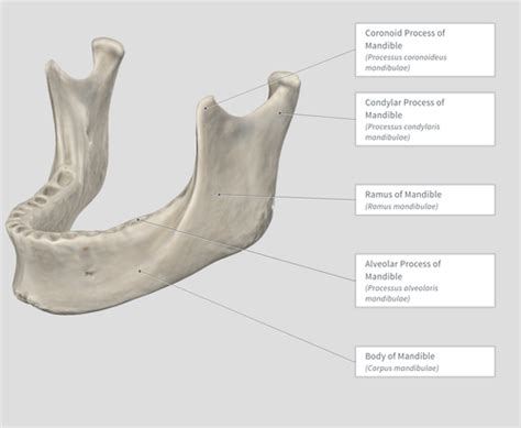 Mandibula Csontos Szájpad Flashcards Quizlet